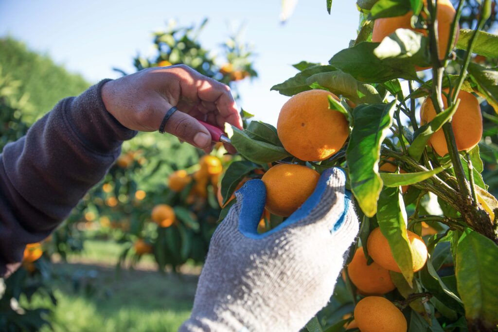 Home - Ezypeel Mandarins